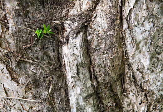 Brevity Images – Browse 3,623 Stock Photos, Vectors, and Video | Adobe ...