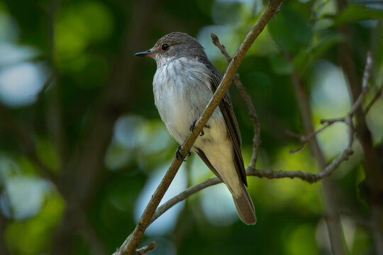 Podlot Images – Browse 83 Stock Photos, Vectors, and Video | Adobe Stock