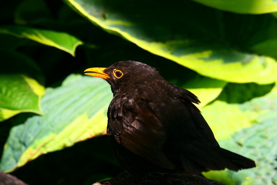 รูปภาพDrossel – เลือกดูภาพถ่ายสต็อก เวกเตอร์ และวิดีโอ4,175 | Adobe Stock