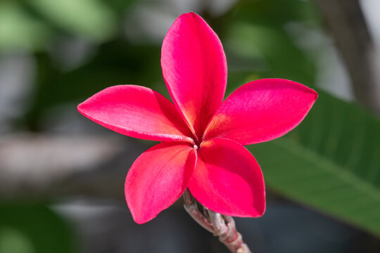 Leilani Hawaiian Flower