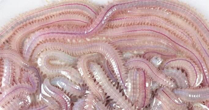 Sandworm Images – Browse 871 Stock Photos, Vectors, and Video | Adobe Stock