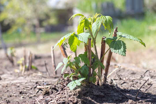 Raspberry Seedlings