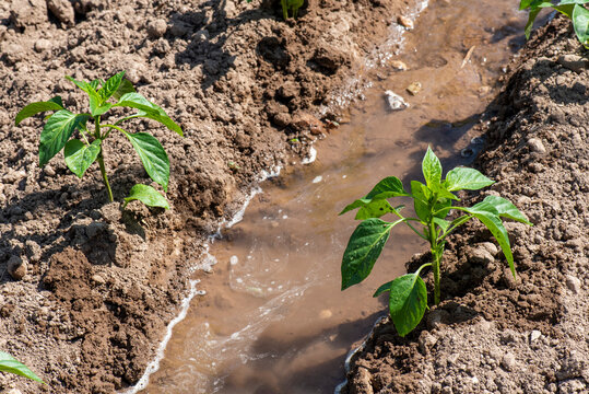 Acrecentar Bilder – Durchsuchen 5,969 Archivfotos, Vektorgrafiken und ...