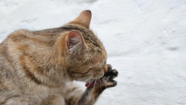 Cunilingus Images – Parcourir 515 le catalogue de photos, vecteurs et ...