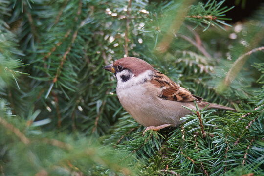 Feldspatzen Bilder – Durchsuchen 6,670 Archivfotos, Vektorgrafiken und ...
