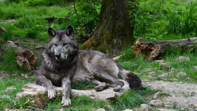Alaskan Timber Wolf