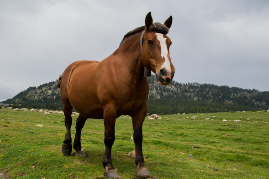 Chevalin Bilder – Durchsuchen 6,642 Archivfotos, Vektorgrafiken und ...