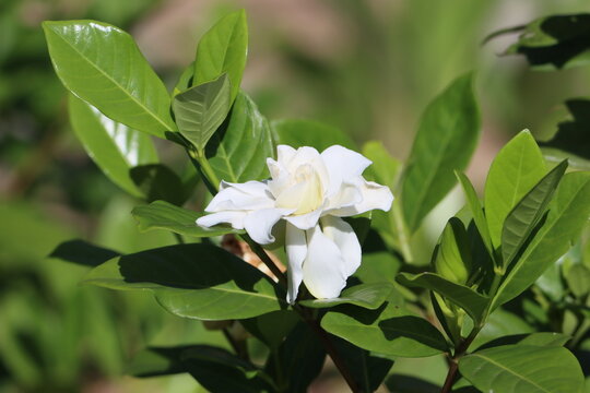 รูปภาพRubiaceae – เลือกดูภาพถ่ายสต็อก เวกเตอร์ และวิดีโอ7,045 | Adobe Stock