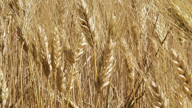 รูปภาพBles – เลือกดูภาพถ่ายสต็อก เวกเตอร์ และวิดีโอ254 | Adobe Stock