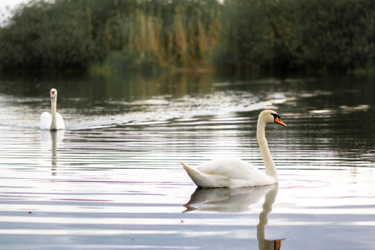 Swarn Images – Browse 47 Stock Photos, Vectors, and Video | Adobe Stock