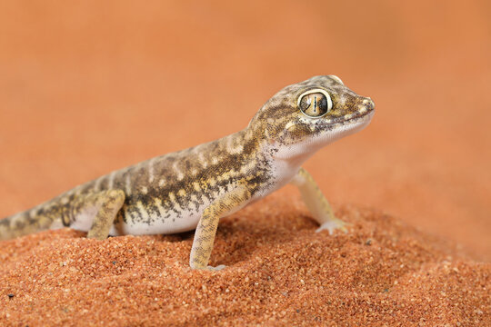 "Sand Gecko" Images – Browse 61 Stock Photos, Vectors, and Video ...