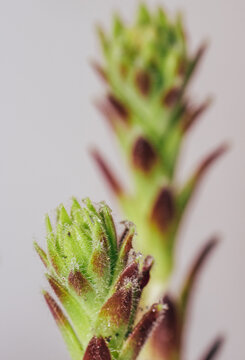 Distelarten-Bilder: Stock-Fotos & -Videos. | Adobe Stock