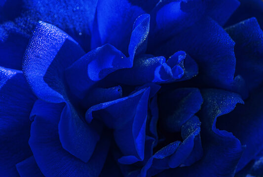 Blue Roses With Dew Drops Images – Browse 2,070 Stock Photos, Vectors ...