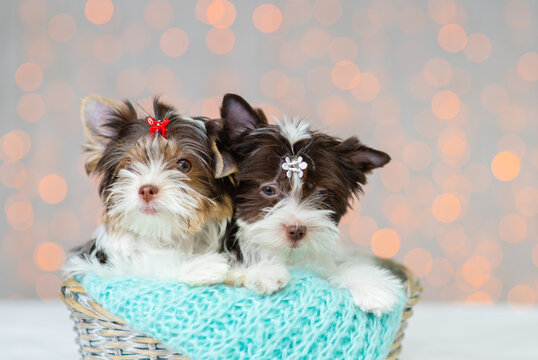 "Beaver Yorkshire Terrier" Images – Browse 204 Stock Photos, Vectors ...