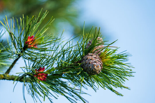 Zirbenbaum-Bilder: Stock-Fotos & -Videos. | Adobe Stock