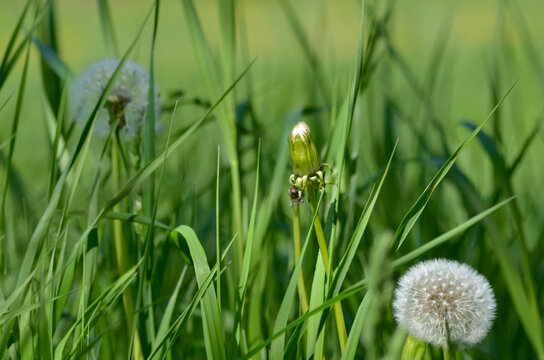 Pusteblumenwiese Bilder – Durchsuchen 7,737 Archivfotos, Vektorgrafiken ...