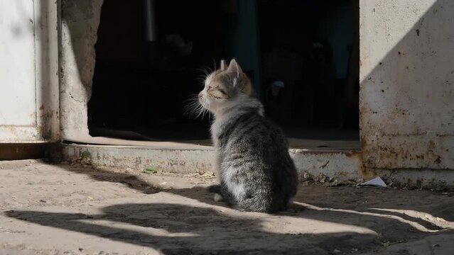 Defenseless Images – Browse 8,232 Stock Photos, Vectors, and Video ...