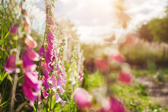 Rabatten bilder – Bläddra bland 450,991 stockfoton, vektorer och videor ...