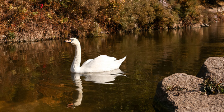 Natatorial Bilder – Durchsuchen 1,709 Archivfotos, Vektorgrafiken und ...