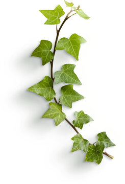 Giftefeu Bilder – Durchsuchen 3,146 Archivfotos, Vektorgrafiken und ...