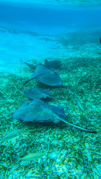 Rochen bilder – Bläddra bland 2,289 stockfoton, vektorer och videor ...