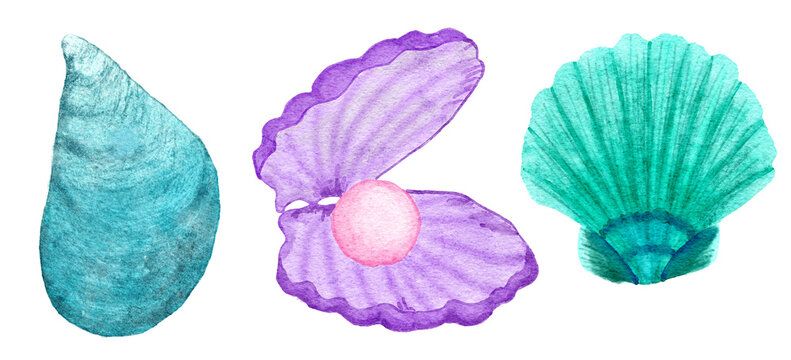 Purple Clam Shell Clipart