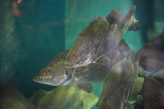Nile Perch Aquarium