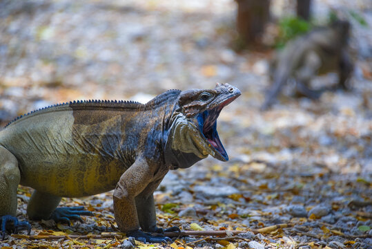 รูปภาพAcrodonta – เลือกดูภาพถ่ายสต็อก เวกเตอร์ และวิดีโอ11,557 | Adobe ...