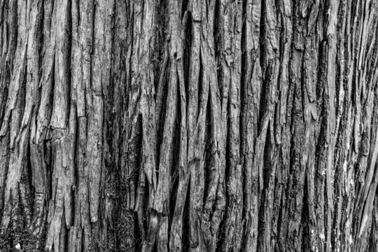 "Tree Skin" Bilder – Durchsuchen 258 Archivfotos, Vektorgrafiken und ...