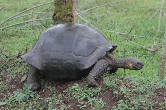 Galapago Images – Parcourir 262 le catalogue de photos, vecteurs et ...
