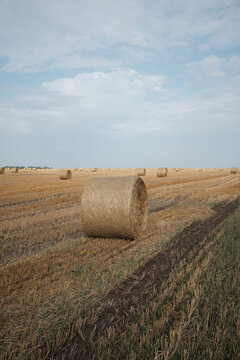 Garbe Bilder – Durchsuchen 34,029 Archivfotos, Vektorgrafiken und ...
