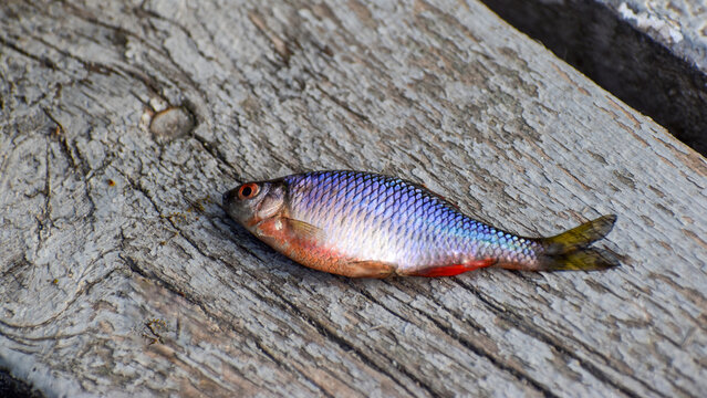 รูปภาพBitterling – เลือกดูภาพถ่ายสต็อก เวกเตอร์ และวิดีโอ211 | Adobe Stock