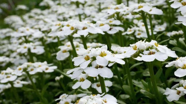 "Iberis Sempervirens" Bilder – Durchsuchen 707 Archivfotos ...