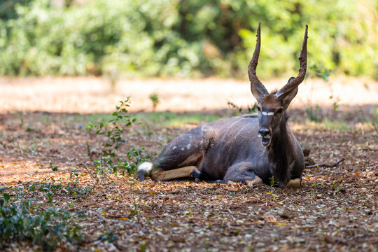 Njala Images – Browse 15 Stock Photos, Vectors, and Video | Adobe Stock