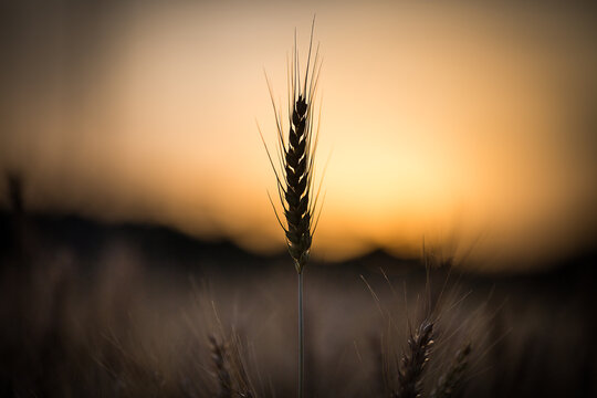 "Spiga Di Grano" Images – Browse 522 Stock Photos, Vectors, and Video ...