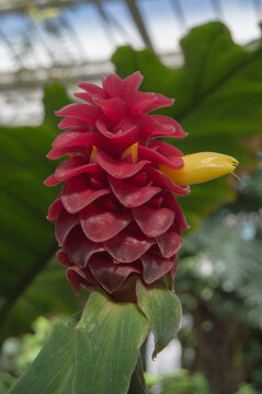 "Costus Barbatus" Images – Browse 67 Stock Photos, Vectors, and Video ...