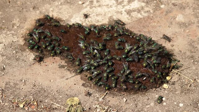 "Human Feces" Images – Browse 788 Stock Photos, Vectors, and Video ...