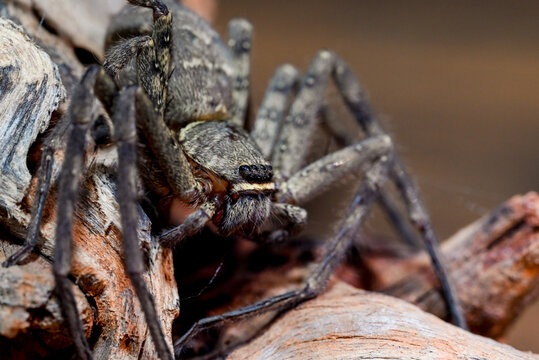 "Cane Spider" Bilder – Durchsuchen 309 Archivfotos, Vektorgrafiken und ...