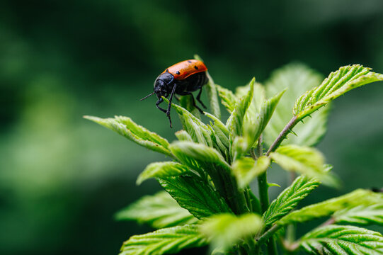 Chrysomelidae bilder – Bläddra bland 3,304 stockfoton, vektorer och ...