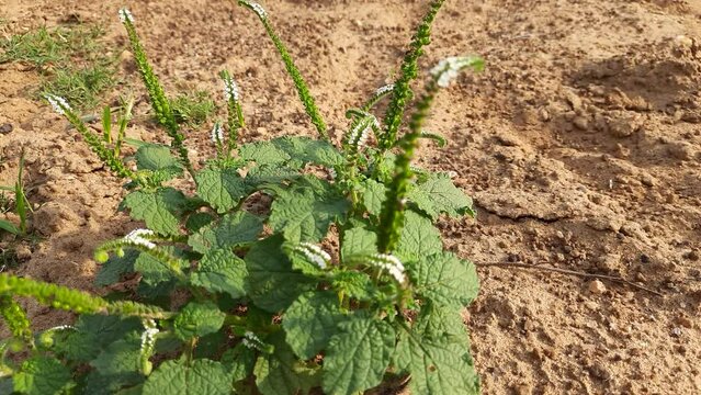 "Indian Turnsole" Images – Browse 345 Stock Photos, Vectors, and Video ...