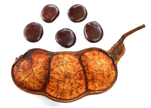 Entada Images – Browse 31 Stock Photos, Vectors, and Video | Adobe Stock