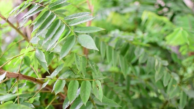 Kalamias Images – Browse 67 Stock Photos, Vectors, and Video | Adobe Stock