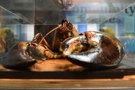 Riesenhuhn Bilder – Durchsuchen 1,811 Archivfotos, Vektorgrafiken und ...