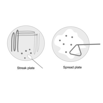 "Spread Plate" Images – Browse 33 Stock Photos, Vectors, and Video ...
