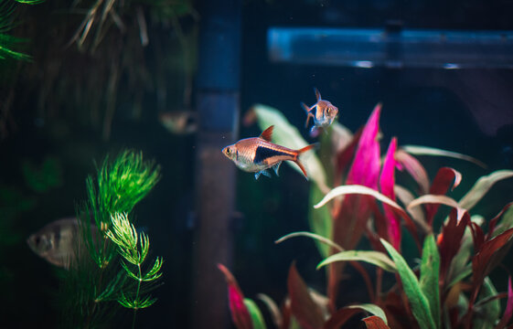 Galaxy Rasbora School