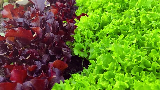 Lollo Images – Browse 3,175 Stock Photos, Vectors, and Video | Adobe Stock