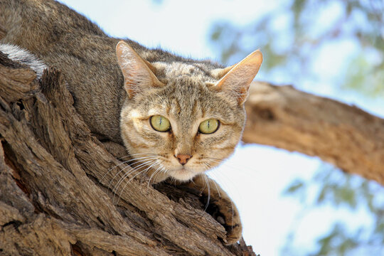 รูปภาพWildcat – เลือกดูภาพถ่ายสต็อก เวกเตอร์ และวิดีโอ90,712 | Adobe Stock