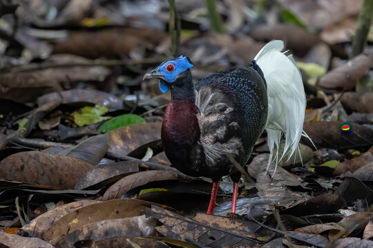 Galliformes Bilder – Durchsuchen 15,641 Archivfotos, Vektorgrafiken und ...