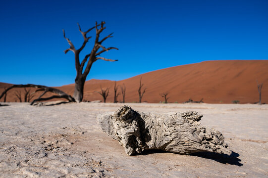 Kameeldoring Bilder – Durchsuchen 1,677 Archivfotos, Vektorgrafiken und ...