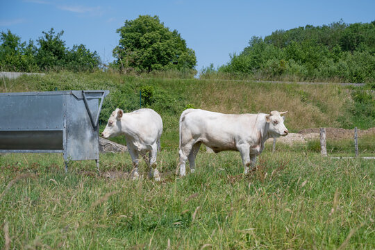 「Ruminer」の画像 - 760 件の Stock 写真、ベクターおよびビデオ | Adobe Stock